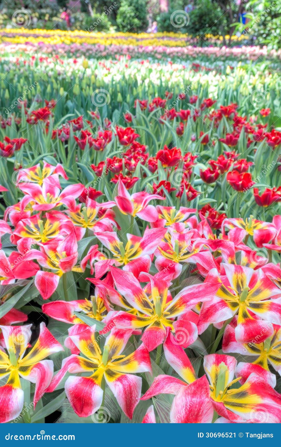 Colorful flower fields stock image. Image of pink, yellow - 30696521