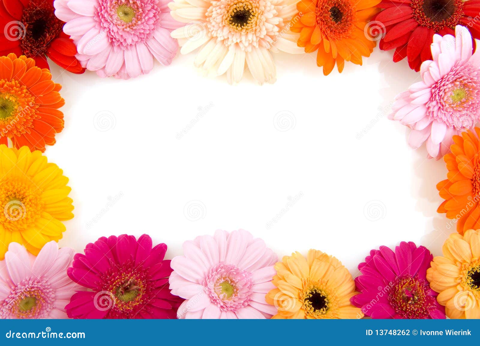 Colorful flower frame stock photo. Image of gerber, beautiful - 13748262