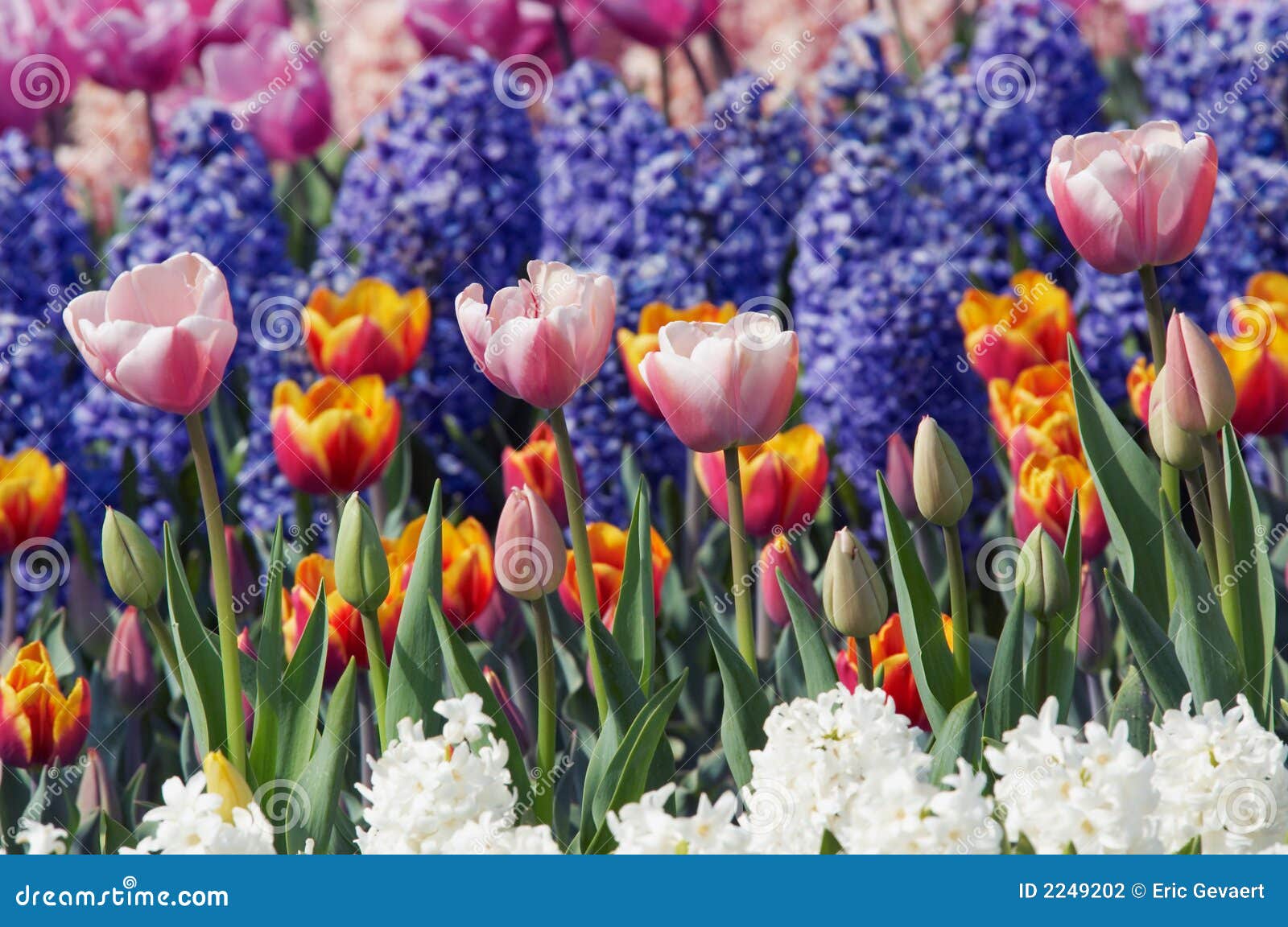 Colorful flower garden stock photo. Image of bridal, holland - 2249202