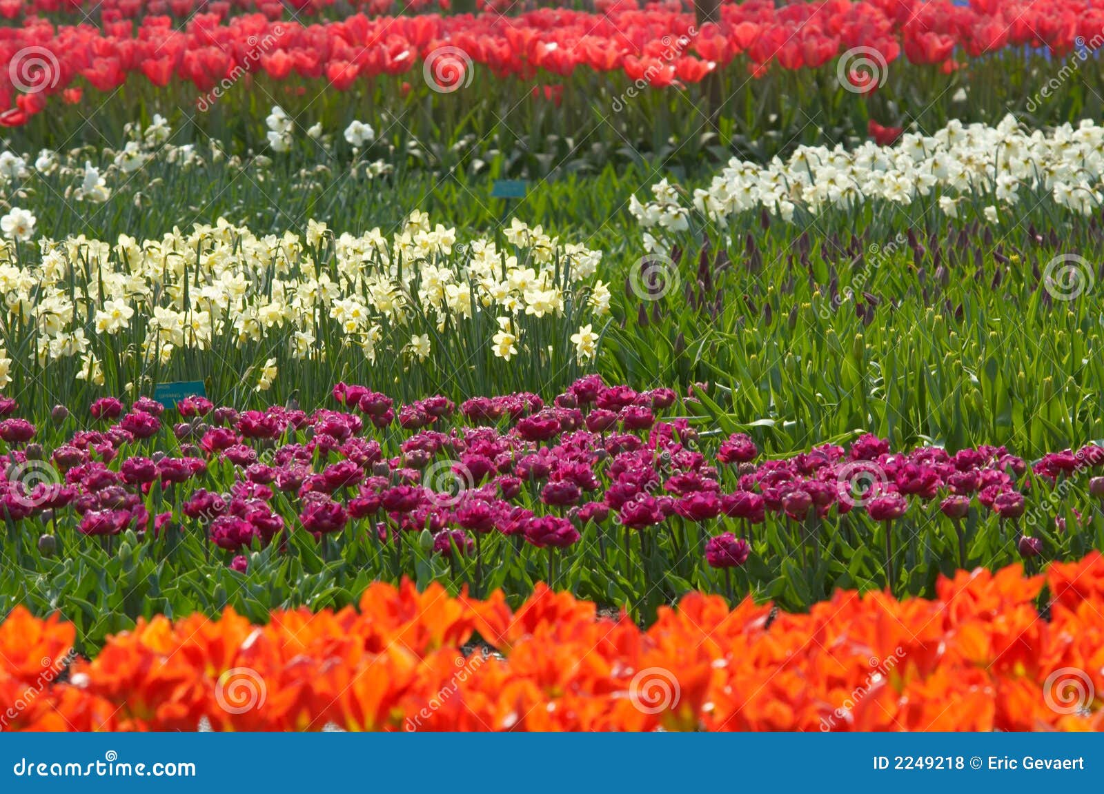 Colorful flower garden stock photo. Image of garden, botanical - 2249218