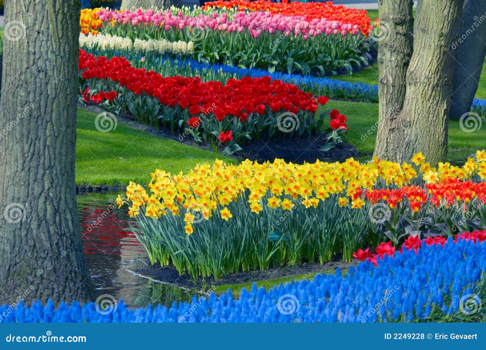 Colorful flower garden stock photo. Image of netherlands - 2249228