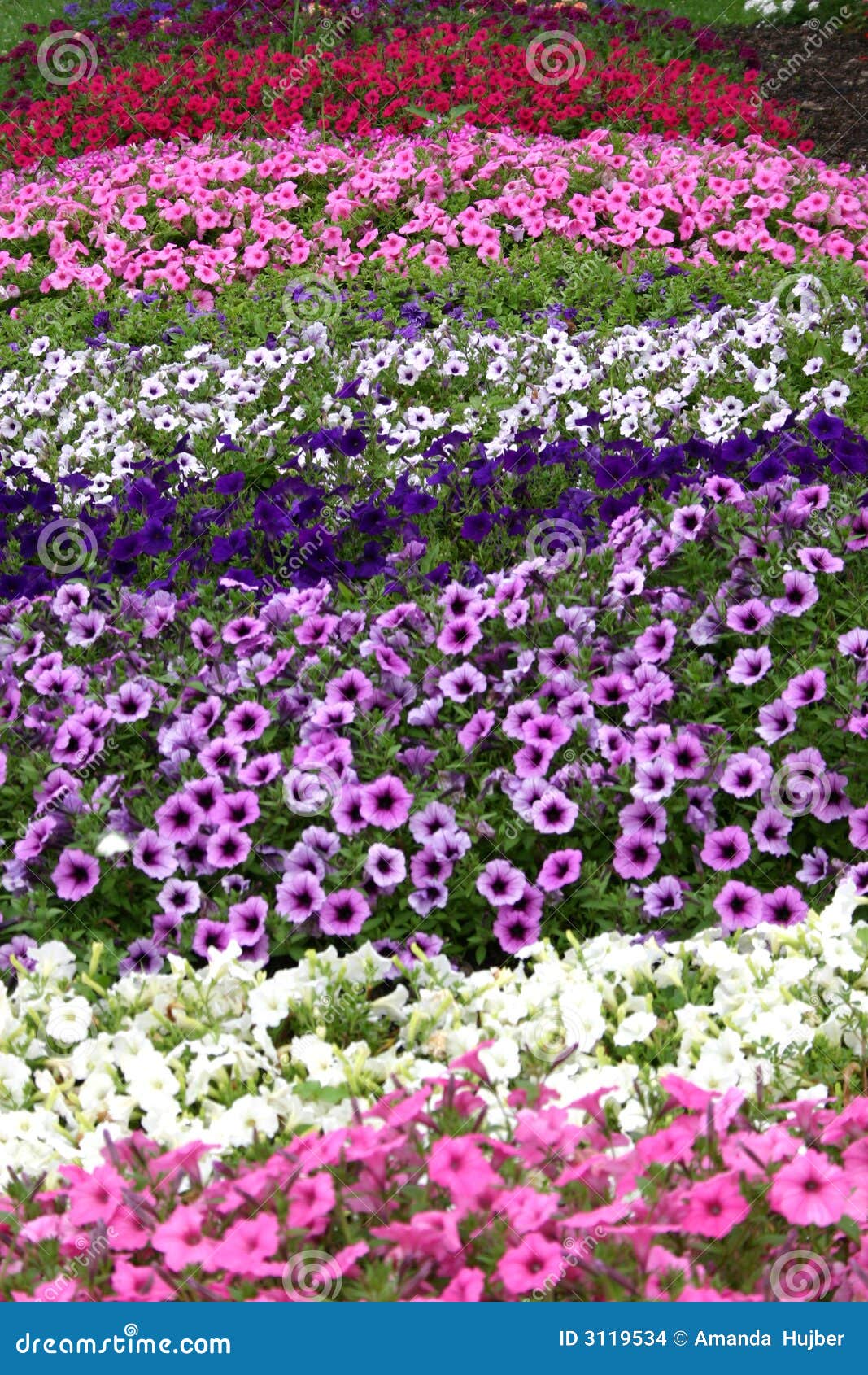Colorful flower garden stock photo. Image of rainbow, white - 3119534
