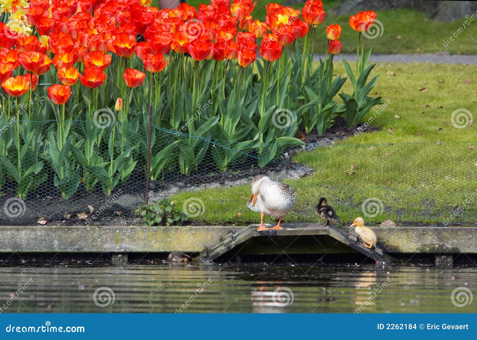 1,405 Duckling Flower Stock Photos - Free & Royalty-Free Stock Photos ...