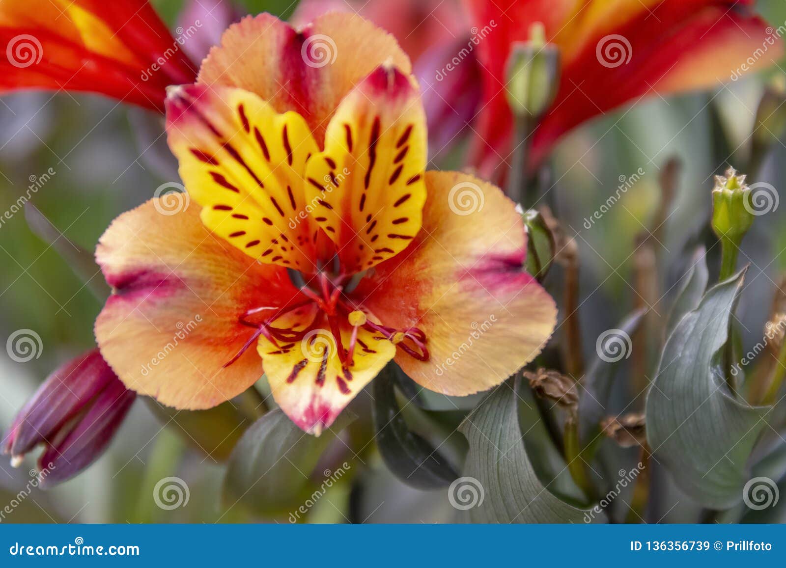 Colorful flower head stock image. Image of close, yellow - 136356739
