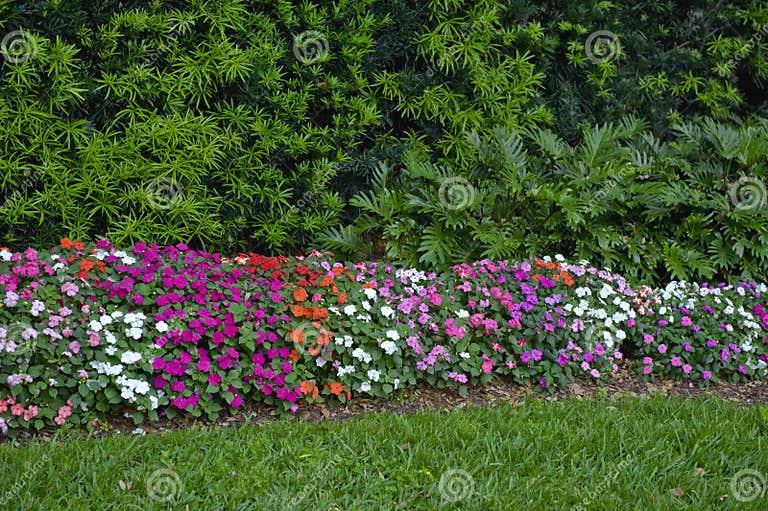 Colorful flower hedge stock image. Image of greenery, bloomed - 5019713