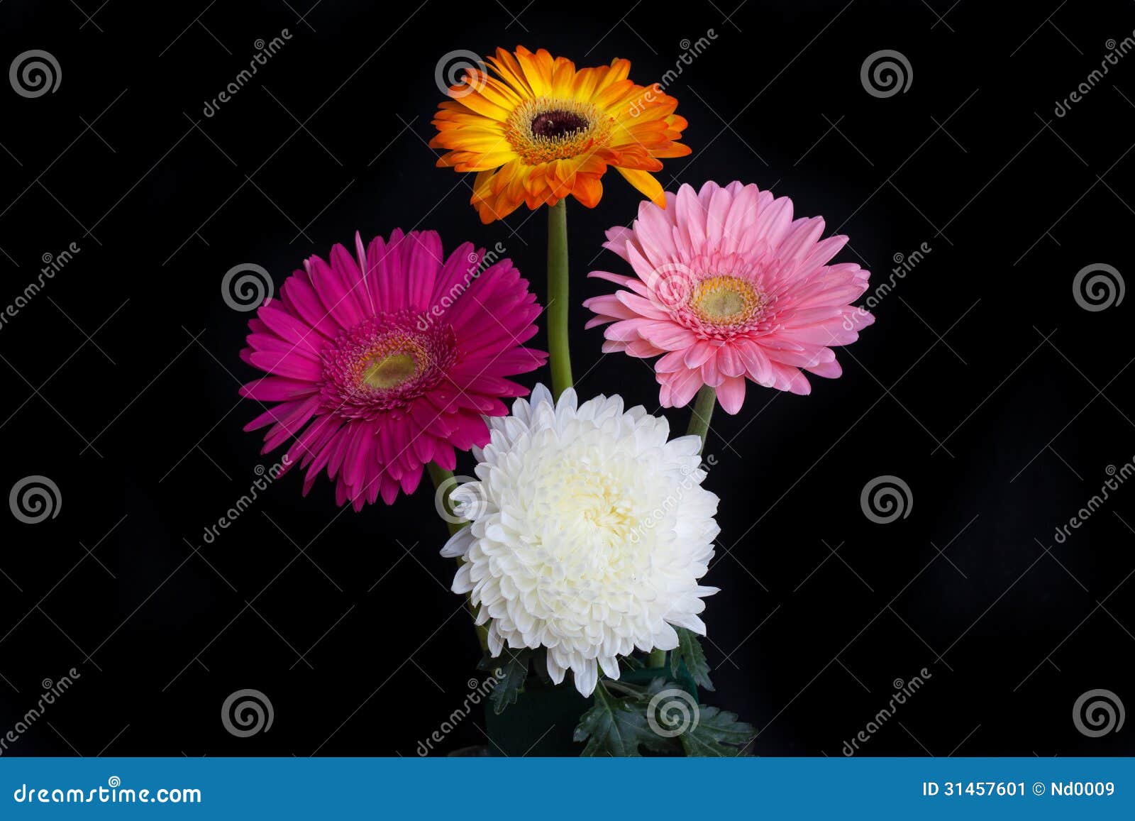 Colorful Flower, Isolated On Black Background Stock Image - Image of ...