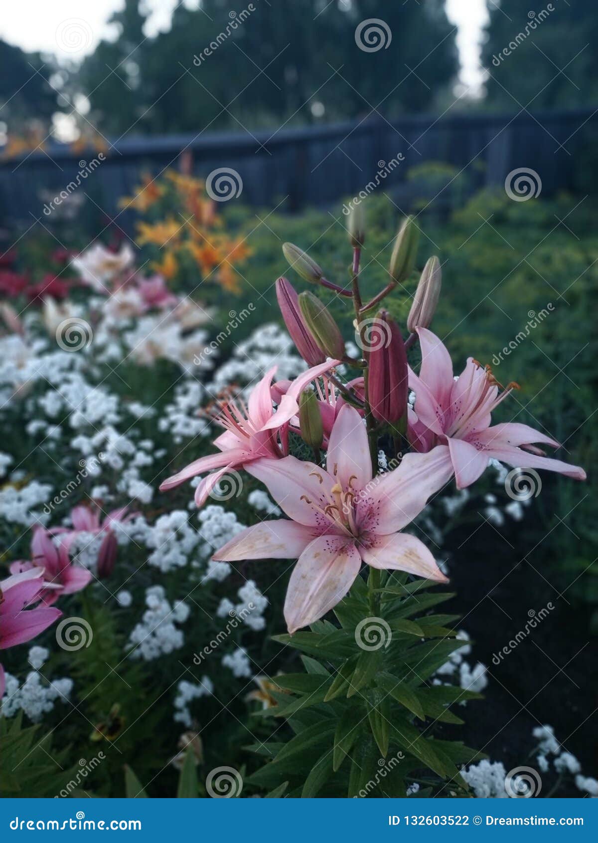 Colorful flower lilies stock photo. Image of floral - 132603522
