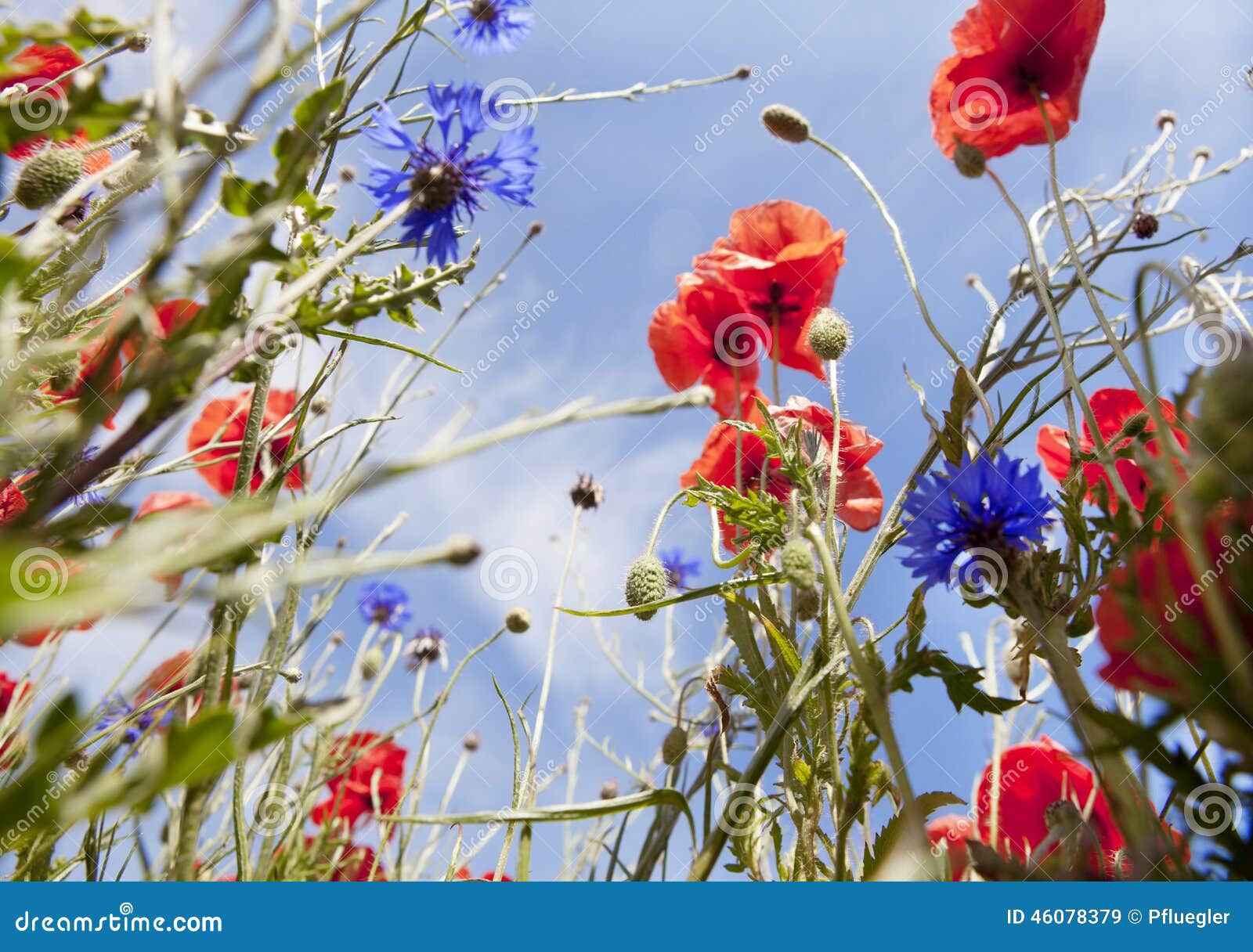 Colorful flower meadow stock image. Image of colorful - 46078379