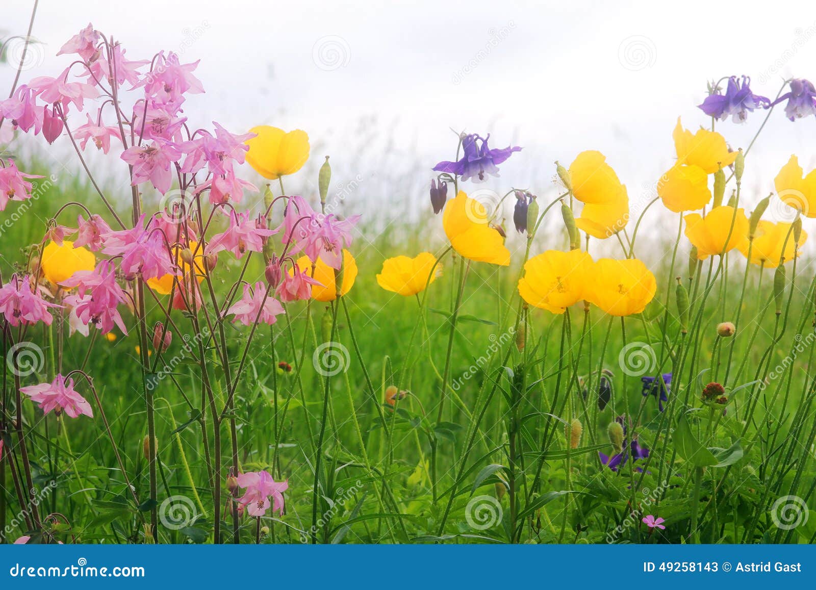 Colorful flower meadow stock image. Image of spring, plants - 49258143