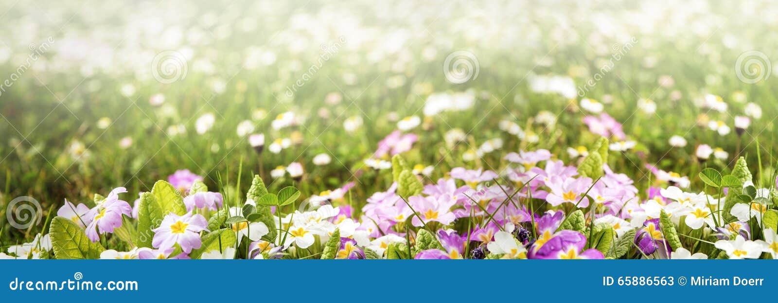 Colorful flower panorama stock image. Image of floral - 65886563