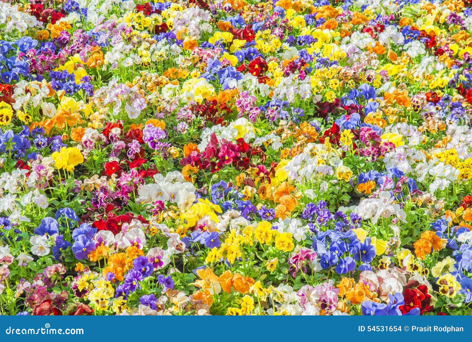 A Colorful Flower Field With A Corn Field And A Wind Park In The ...