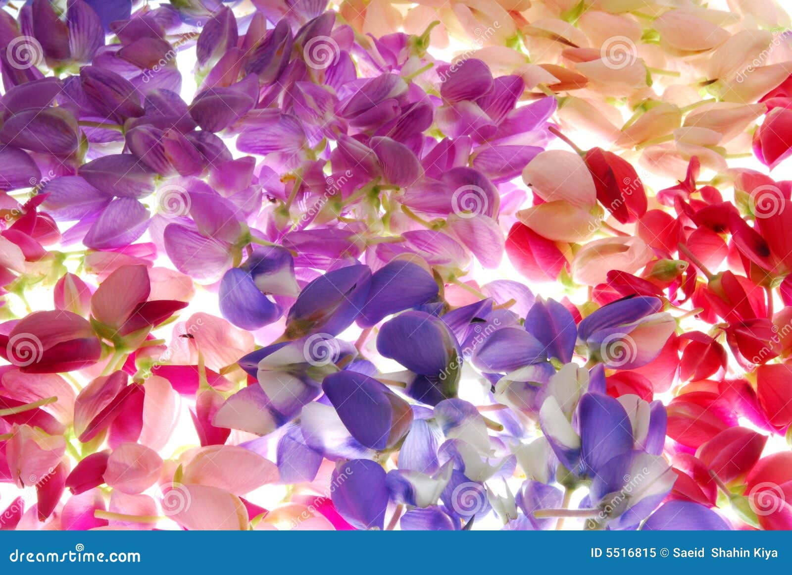 Colorful Flower Petals stock image. Image of petals, petal - 5516815