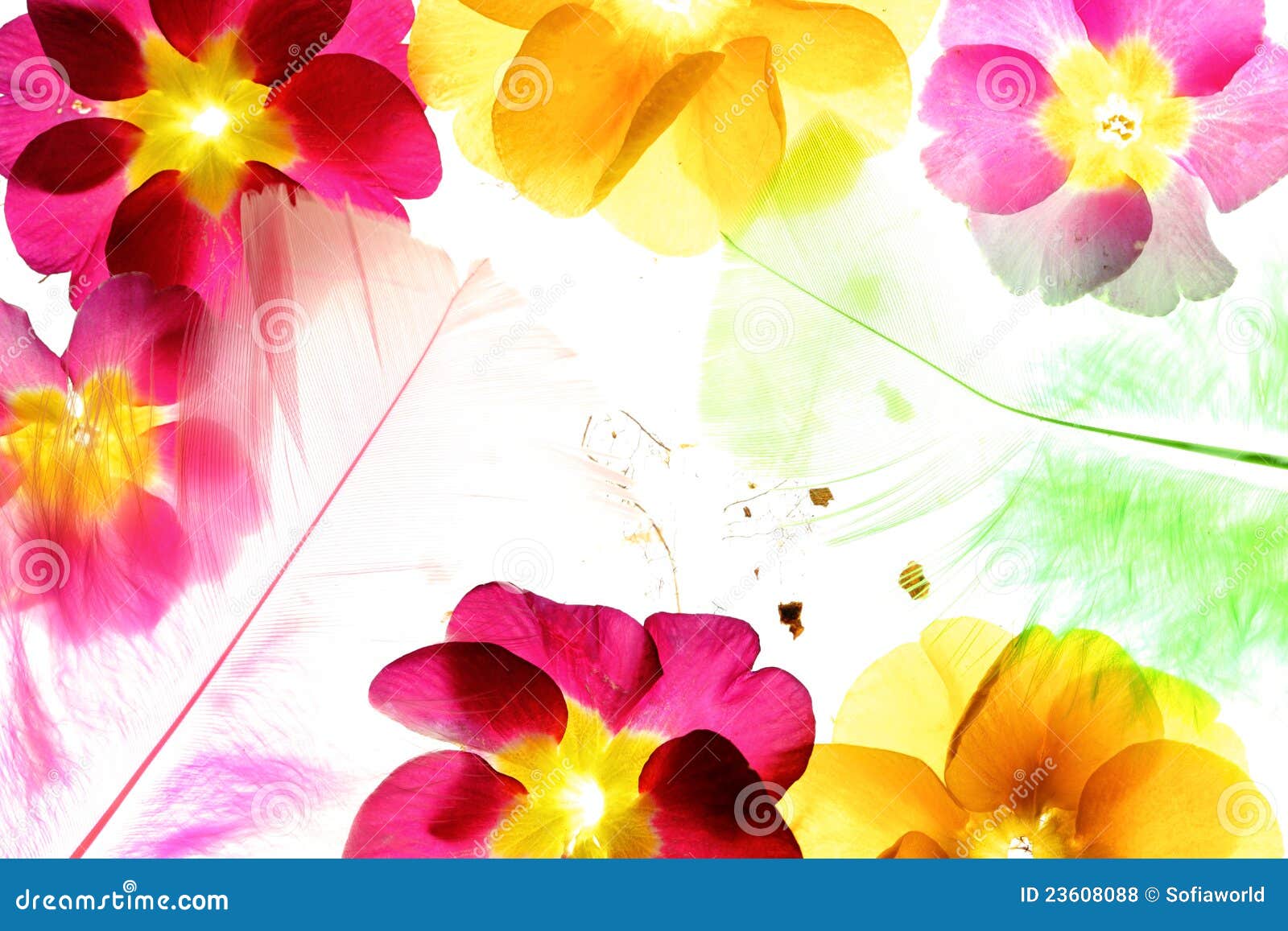 Colorful Flower Petals with Feather Stock Photo - Image of closeup ...