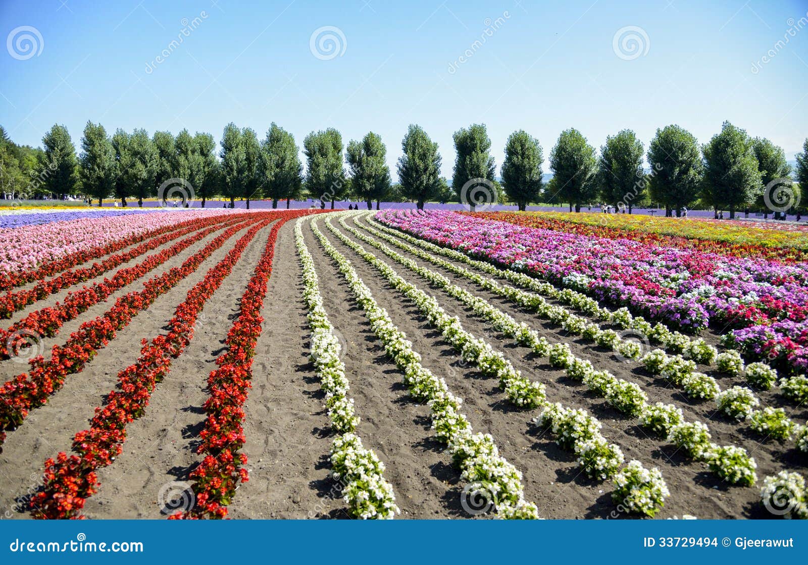 Colorful flower in the row stock photo. Image of greenhouse - 33729494