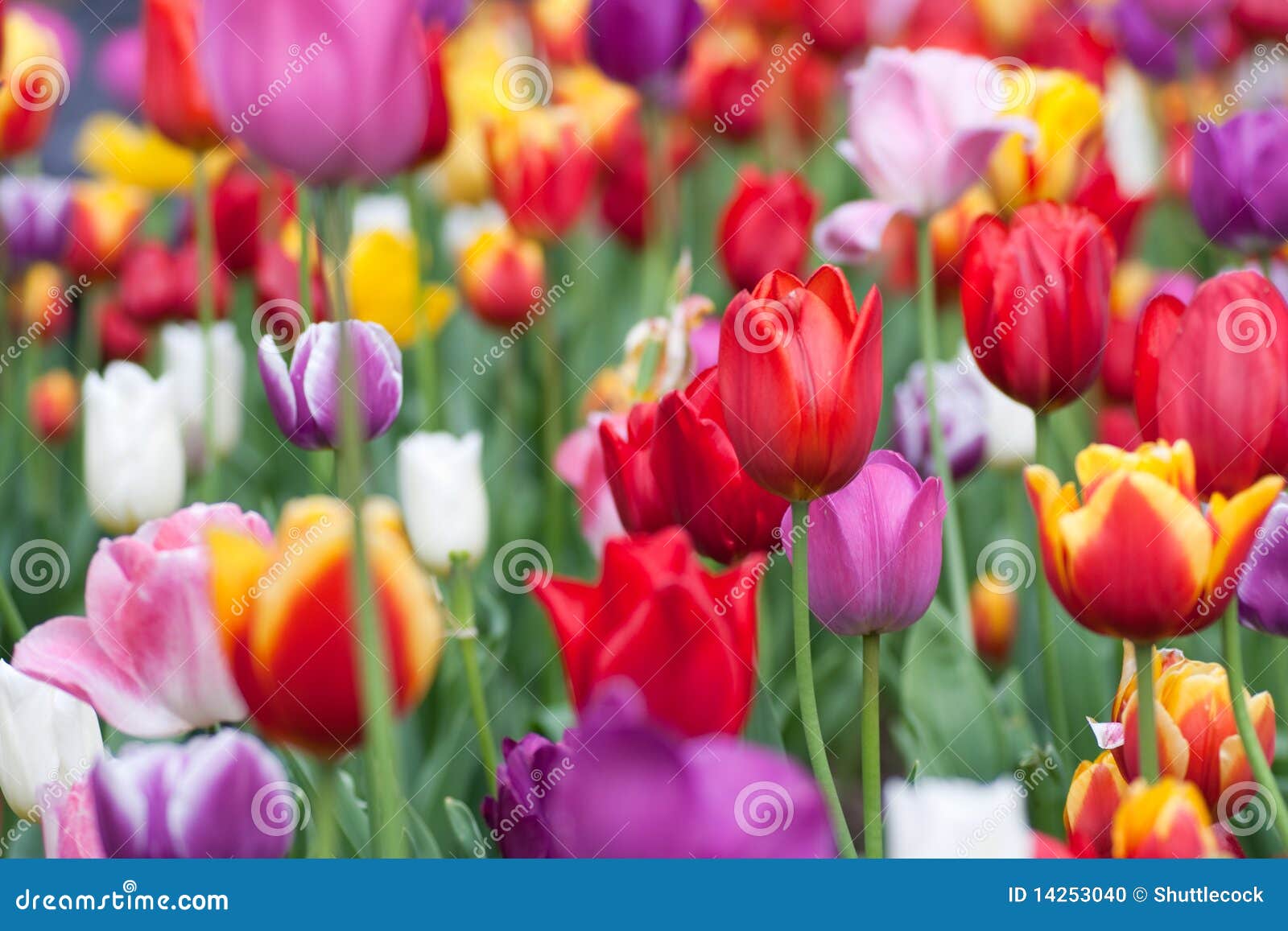 Colorful Flower Tulips stock photo. Image of love, colorful - 14253040