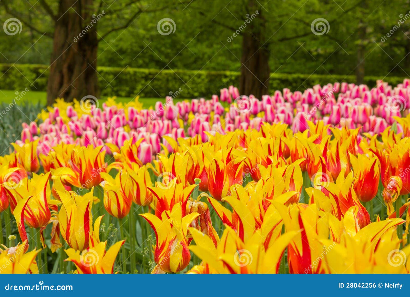 Colorful flowerbeds stock photo. Image of beautiful, floral - 28042256