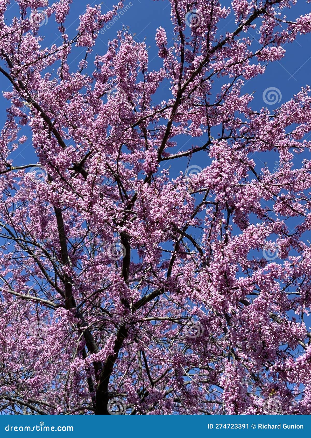 Colorful Flowering Eastern Redbud Tree in April in Spring Stock Image ...
