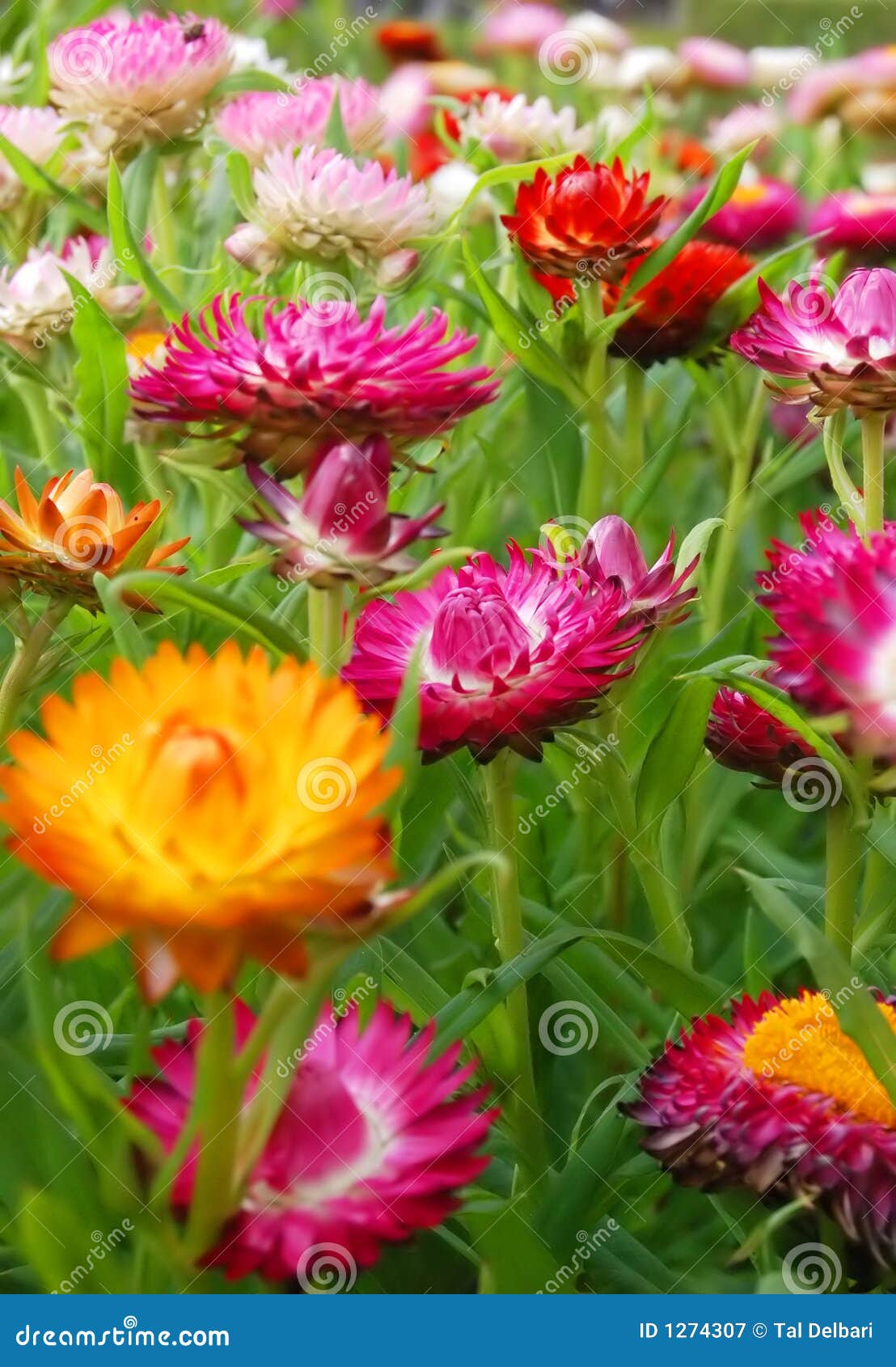 Colorful flowers stock image. Image of spring, efflorescency - 1274307