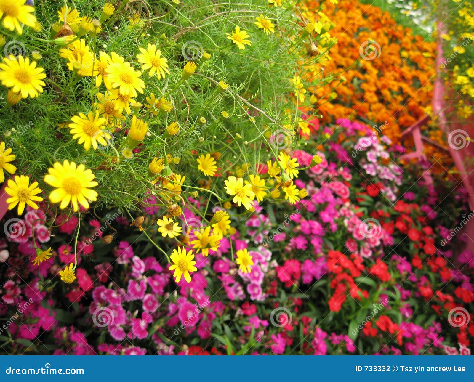Colorful flowers in bloom stock photo. Image of details - 733332
