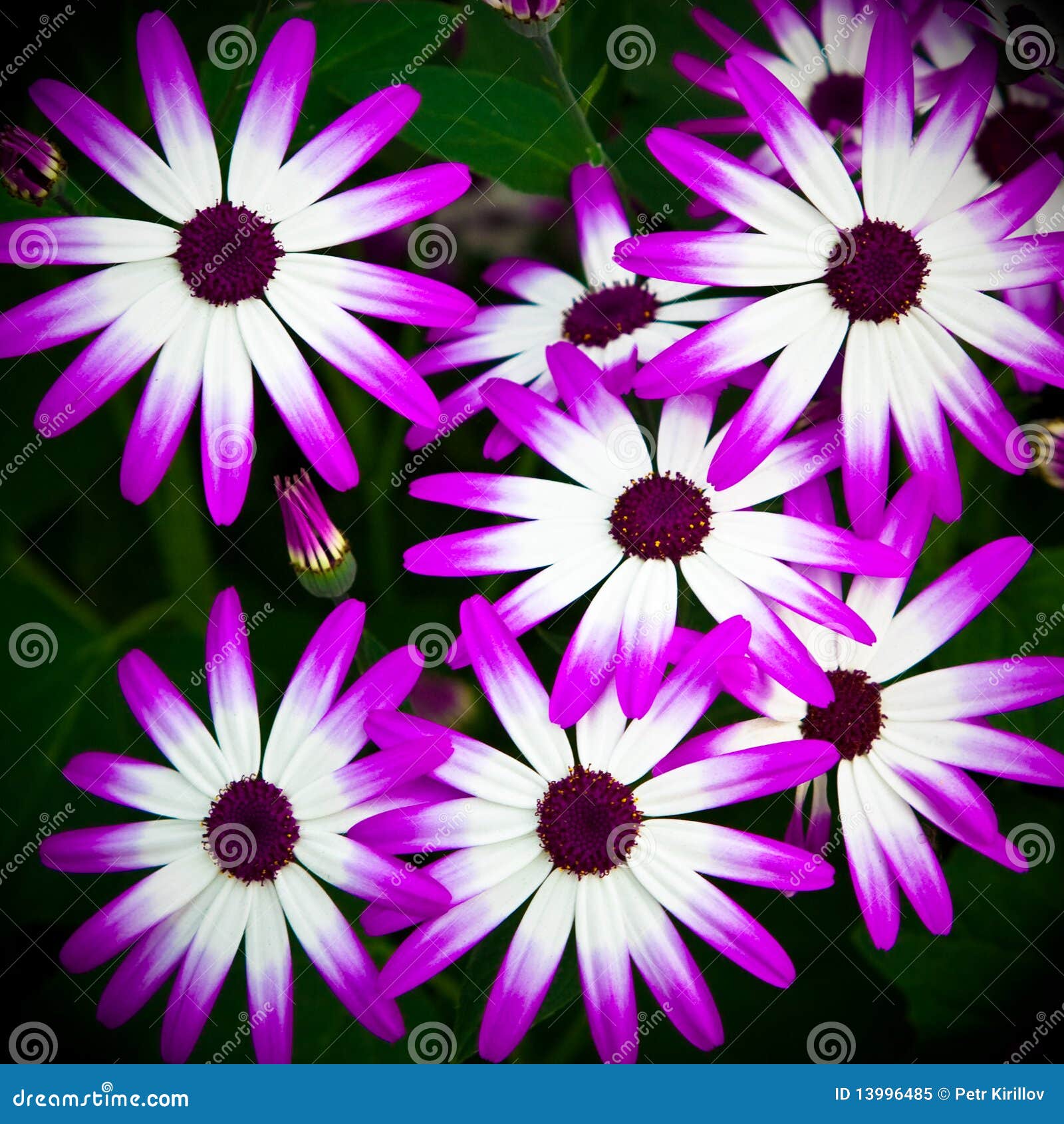 Colorful Flowers. Close Shot Stock Image - Image of yellow, closeup ...