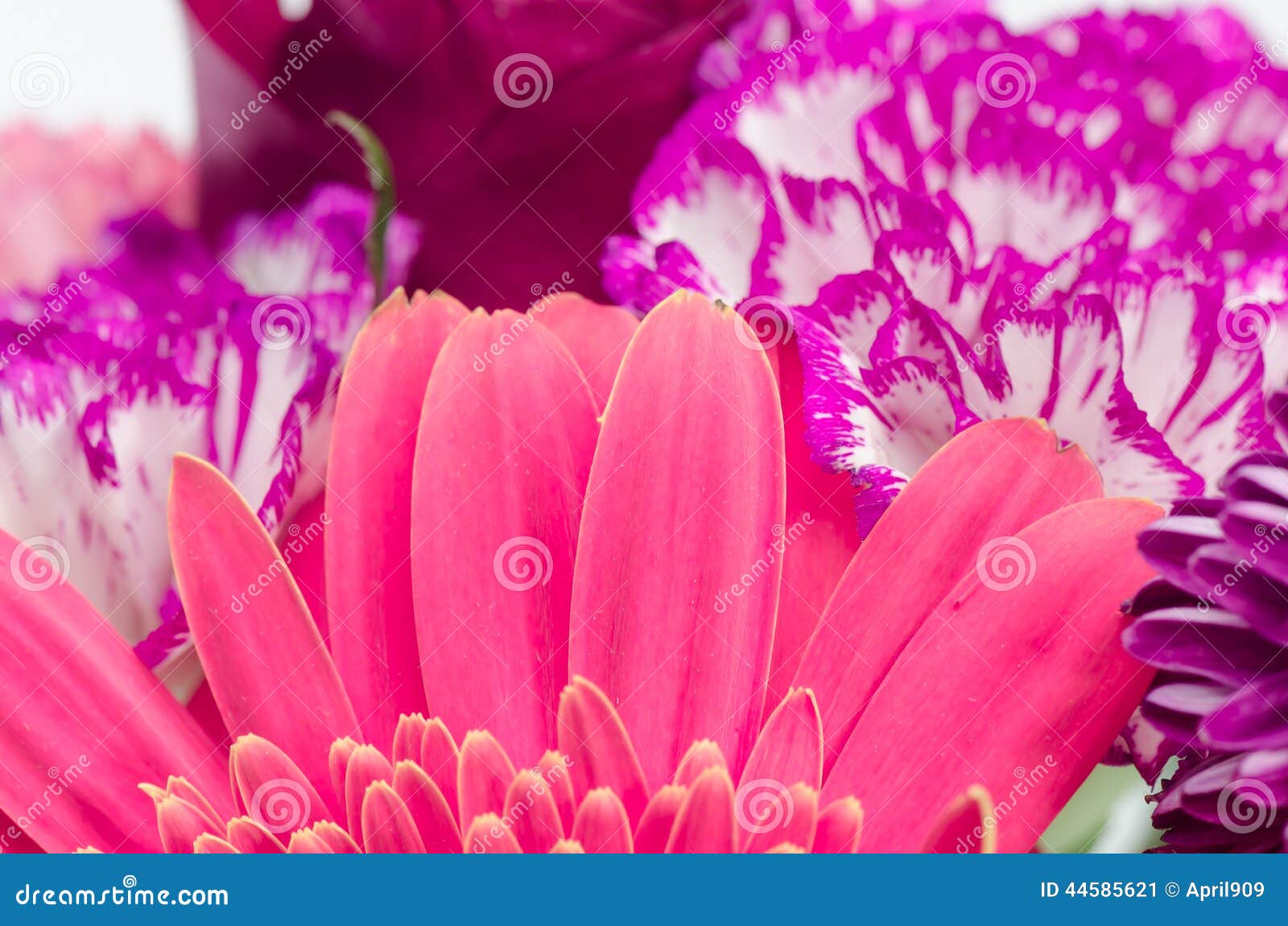 Colorful of Flowers Close Up Stock Image - Image of flora, close: 44585621