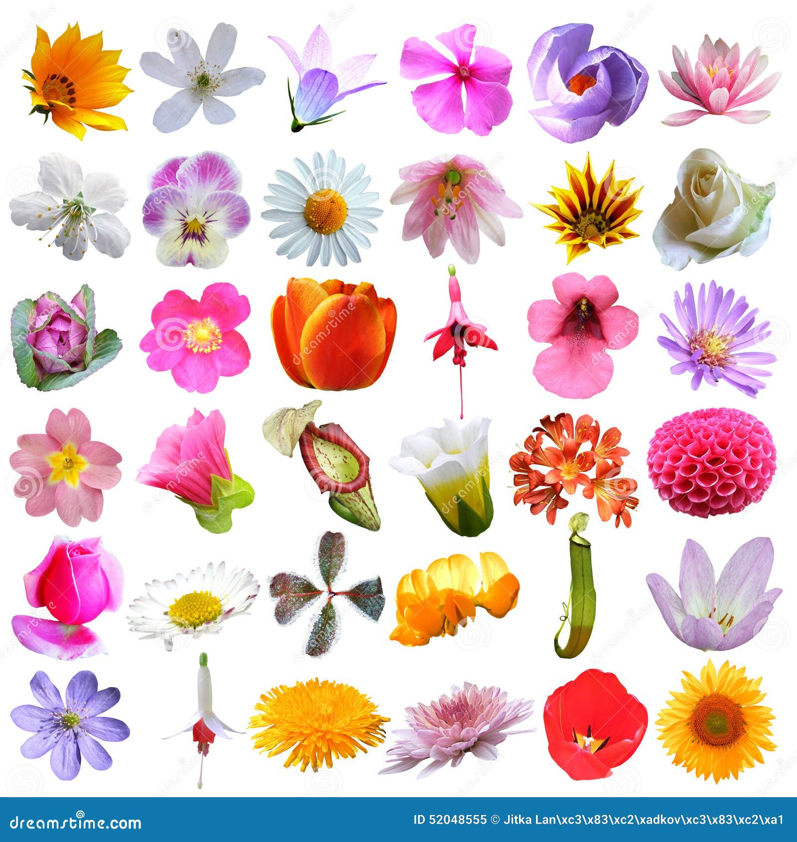Colorful Flowers Collection Background Stock Image - Image of ...