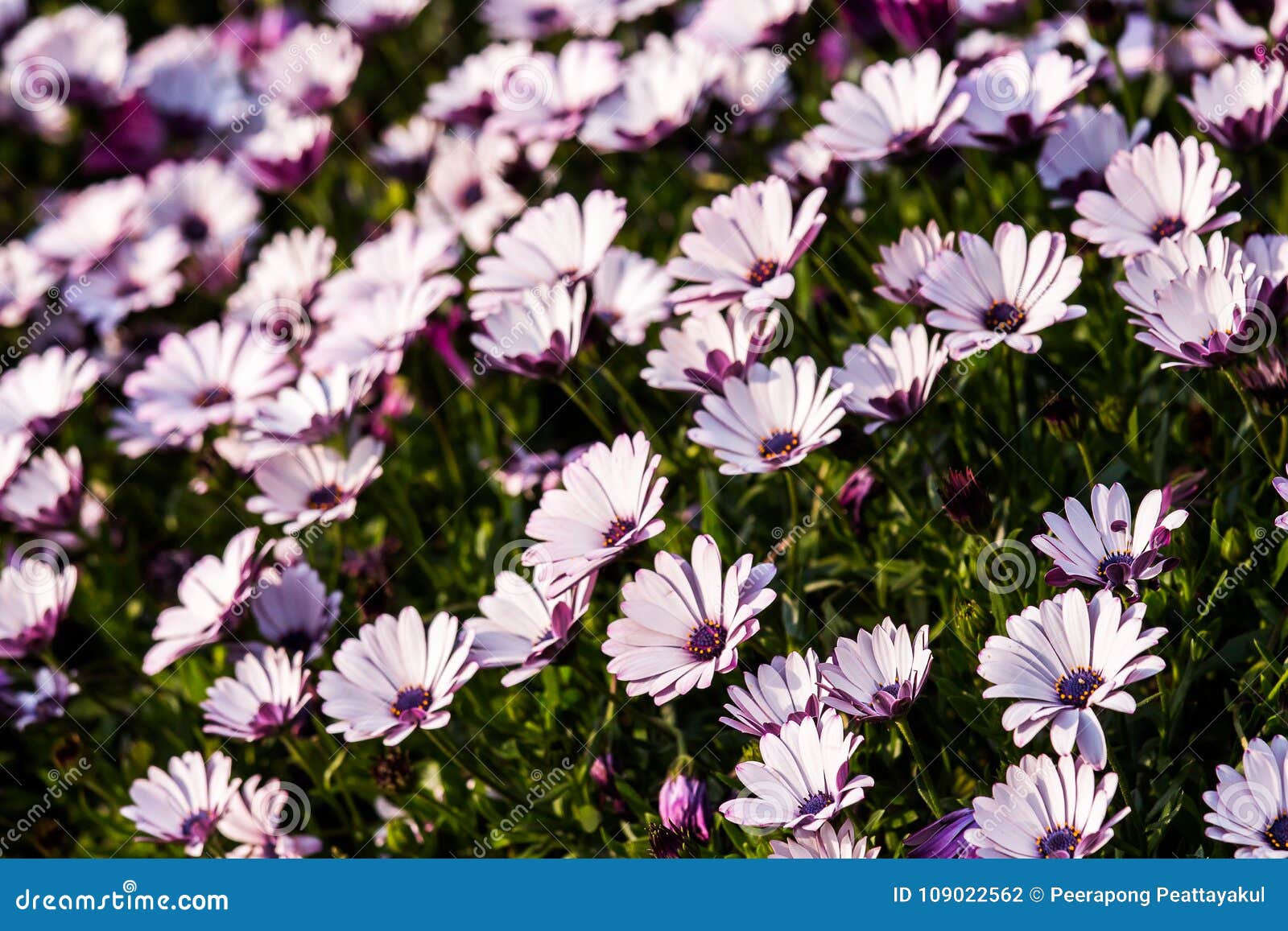 Colorful Flowers in Depth of Field. Stock Photo - Image of plant, light ...