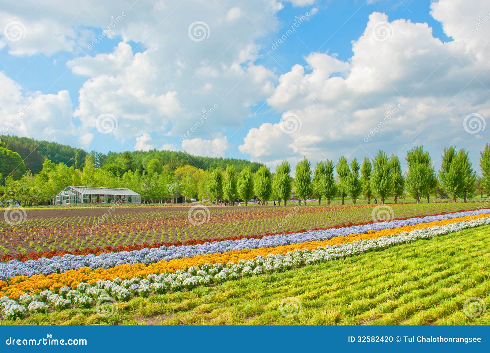 Colorful flowers field stock photo. Image of yellow, blue - 32582420