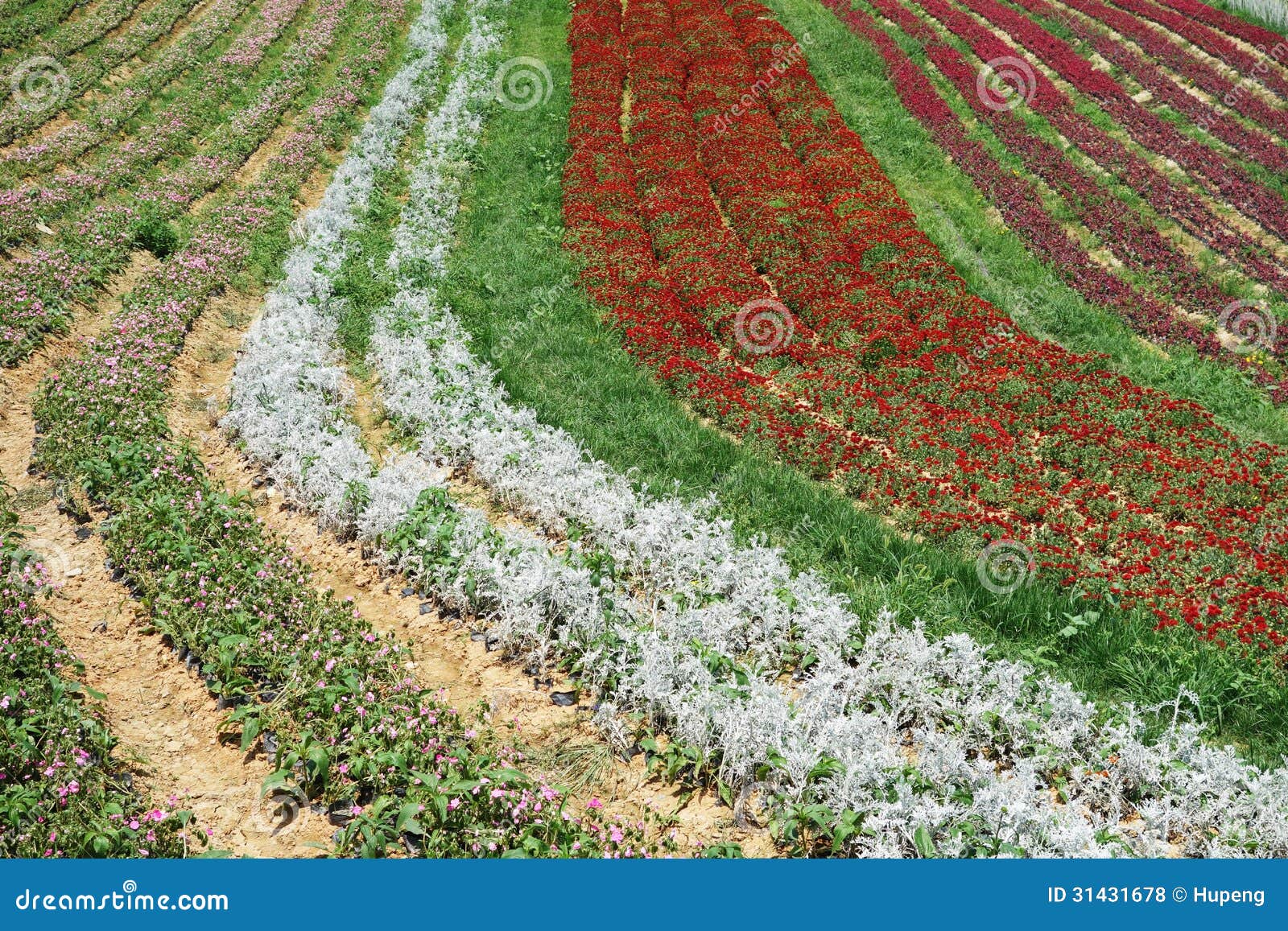 Colorful flowers field stock photo. Image of beautiful - 31431678