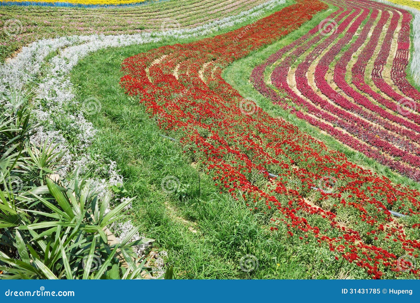 Colorful flowers field stock image. Image of crop, coloured - 31431785
