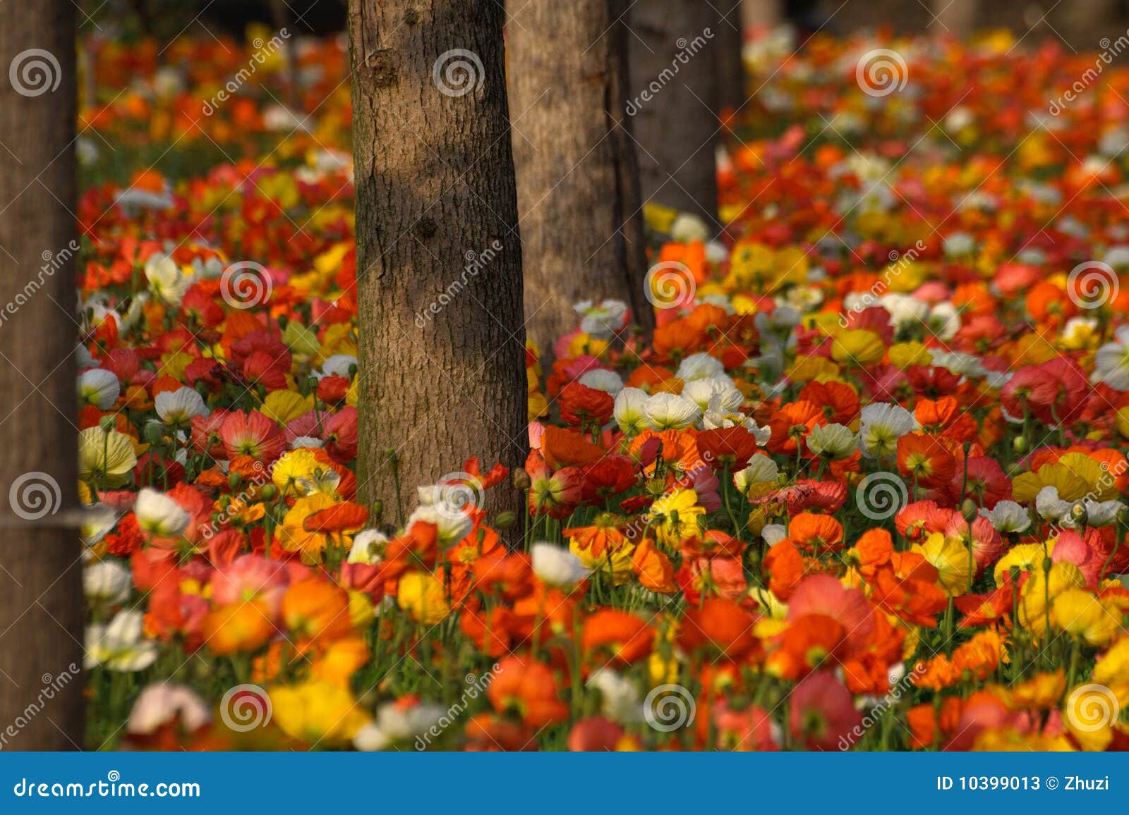 Colorful flowers in forest stock image. Image of colorful - 10399013