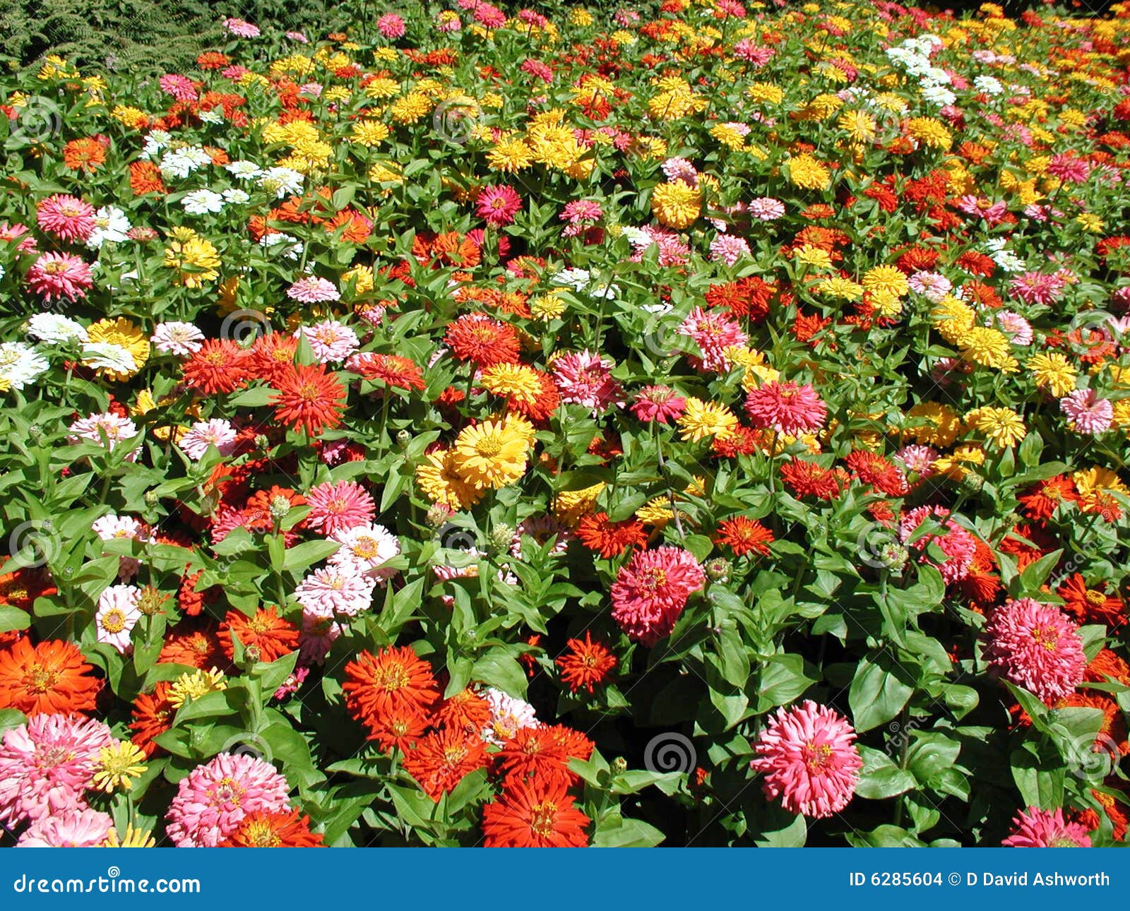 Colorful flowers in garden stock photo. Image of outdoors - 6285604