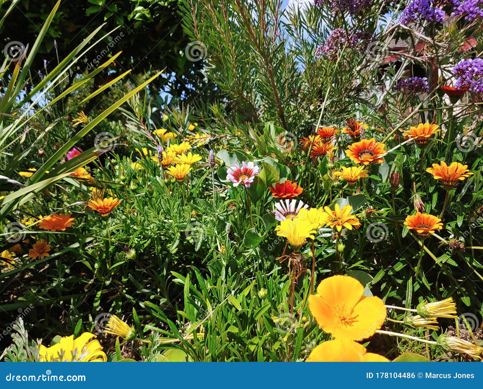 Colorful Flowers in the Garden with Lush Greenery Stock Photo - Image ...