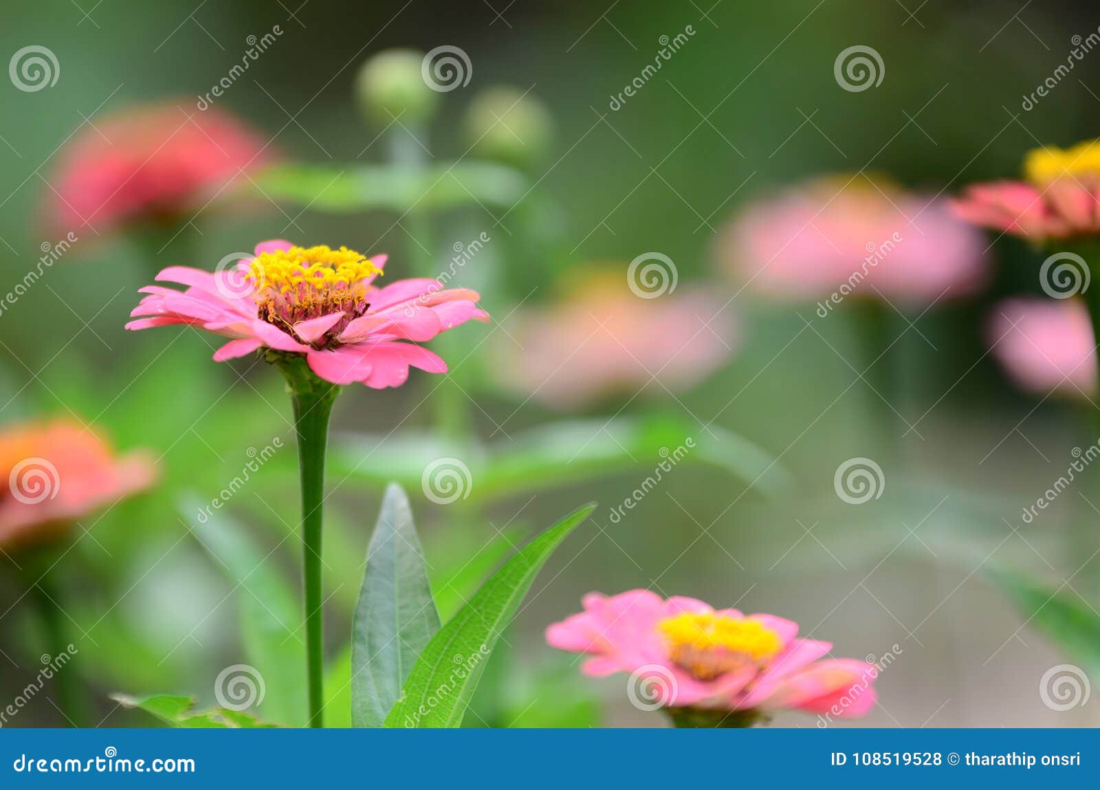 Group of Pink White Flowers Stock Photo - Image of flowergroup, bunch ...