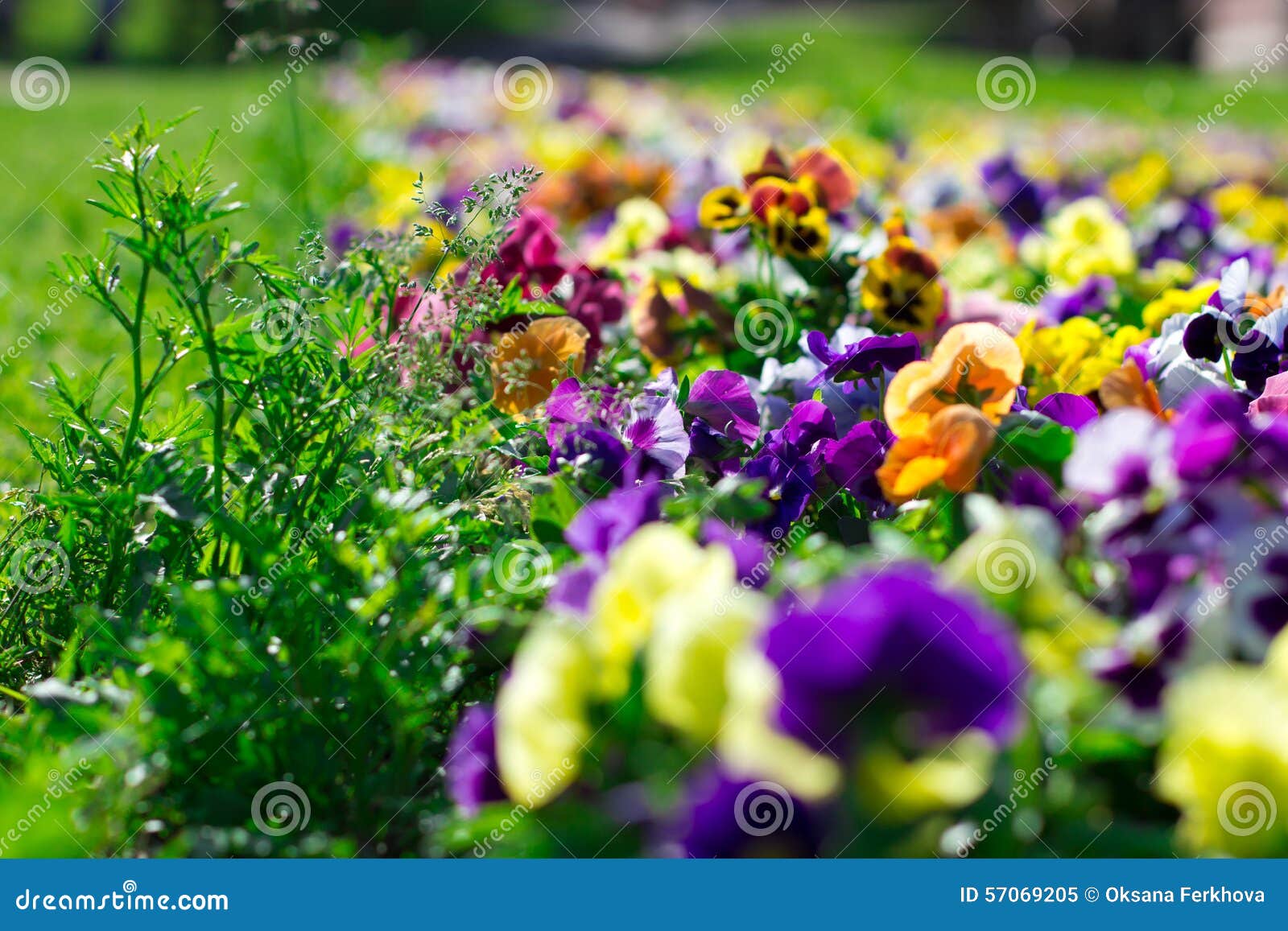 Colorful Flowers in the Park Stock Image - Image of dappled ...