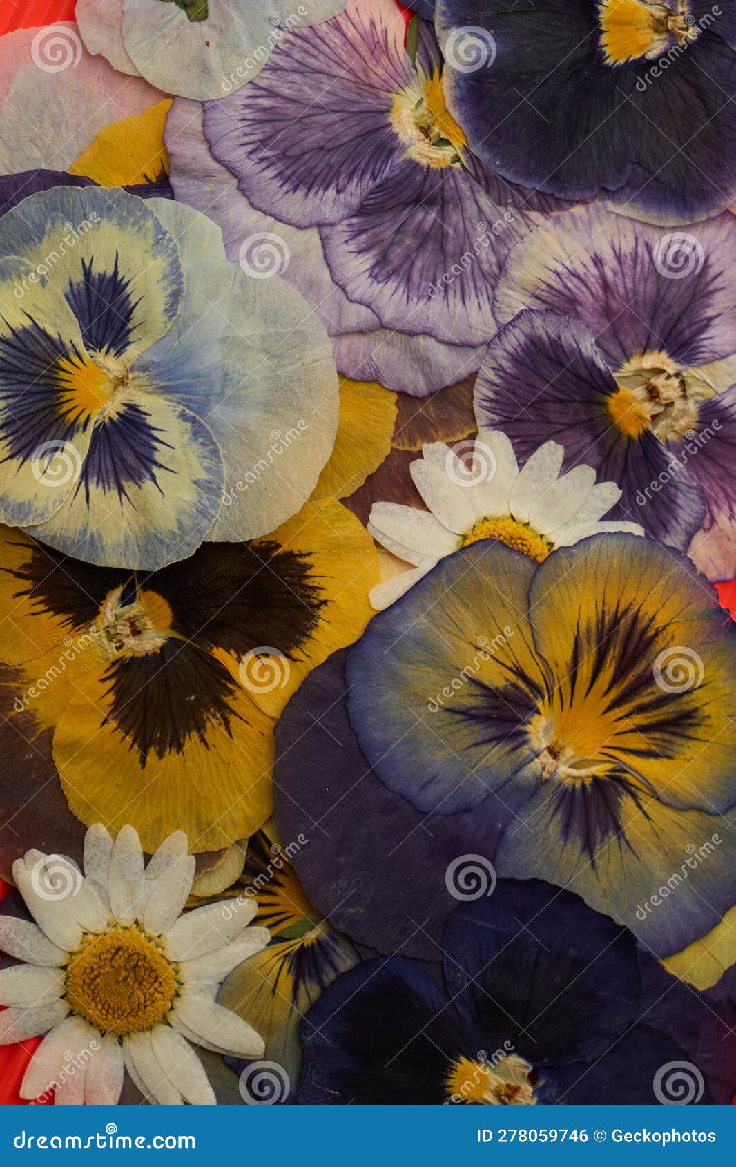 Colorful Flowers Petals Background Texture Stock Photo - Image of ...