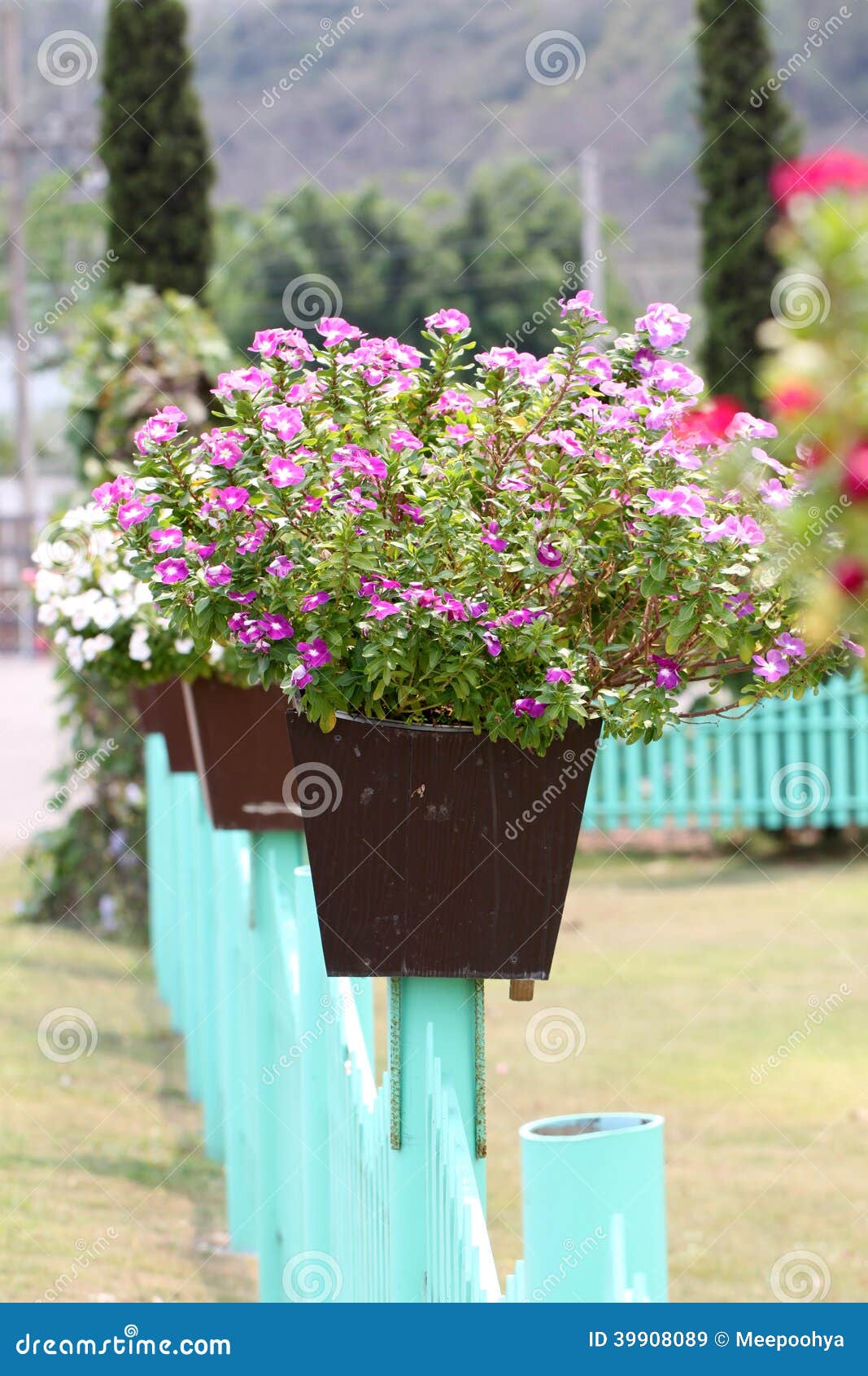 Colorful Flowers on Potted Plants. Stock Image - Image of flower ...