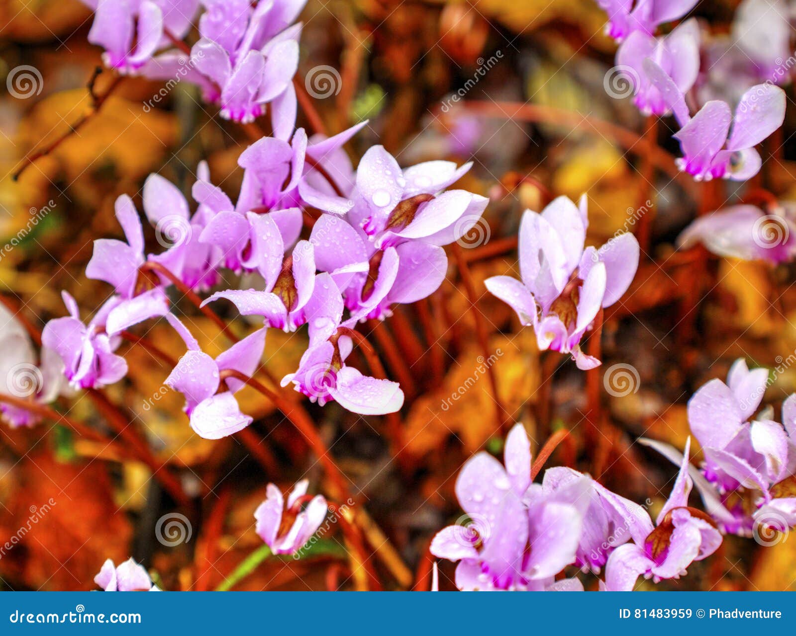 Colorful Flowers with Raindrops Stock Image - Image of blossom, flowers ...