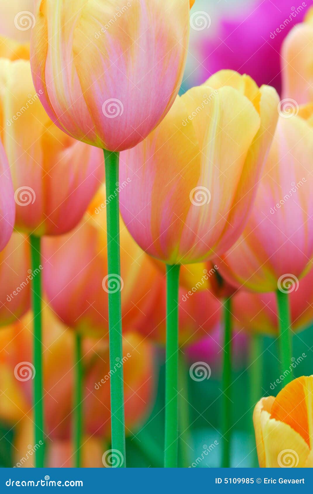 Colorful flowers in spring stock image. Image of life - 5109985