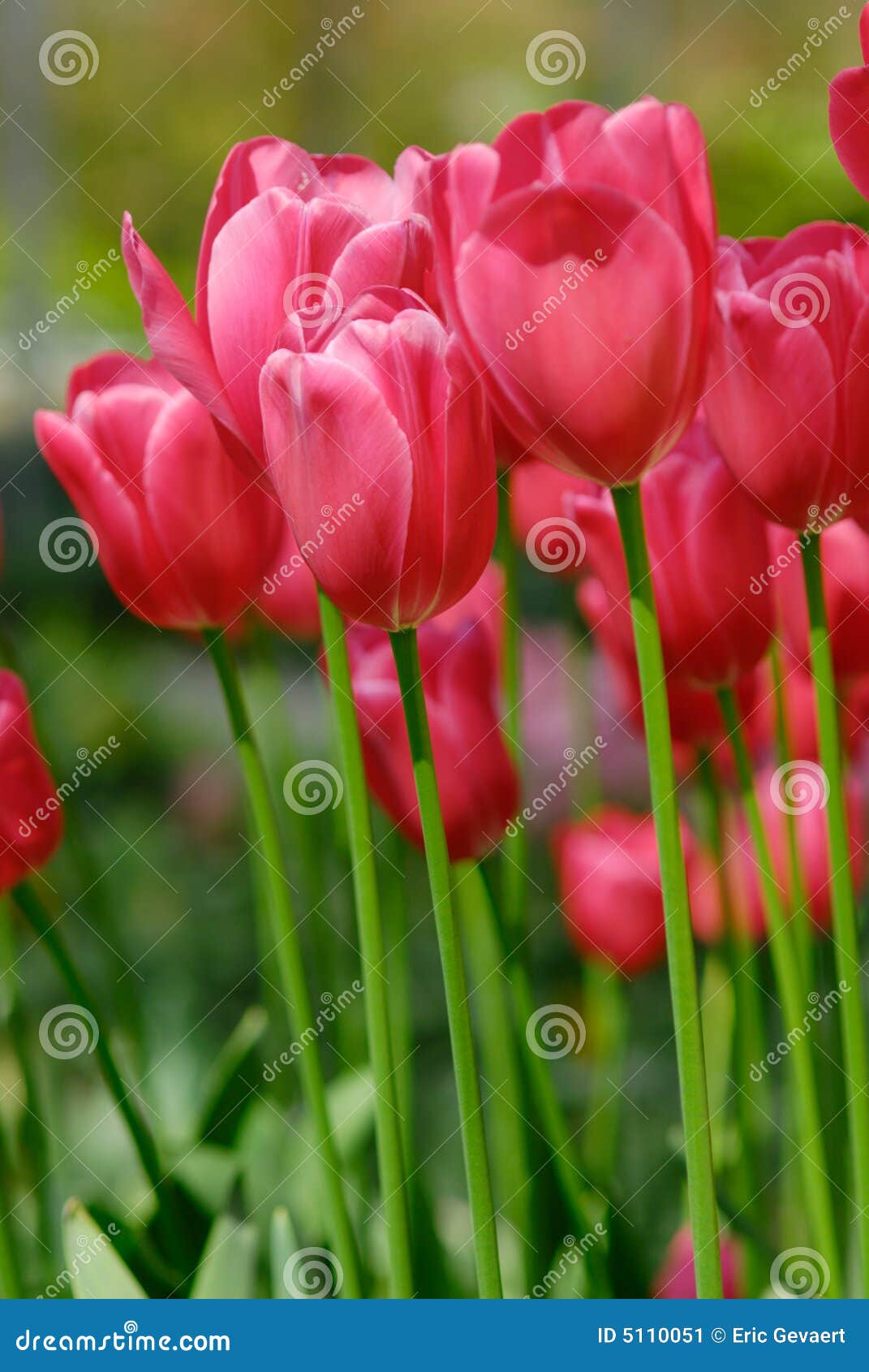 Colorful flowers in spring stock image. Image of flora - 5110051