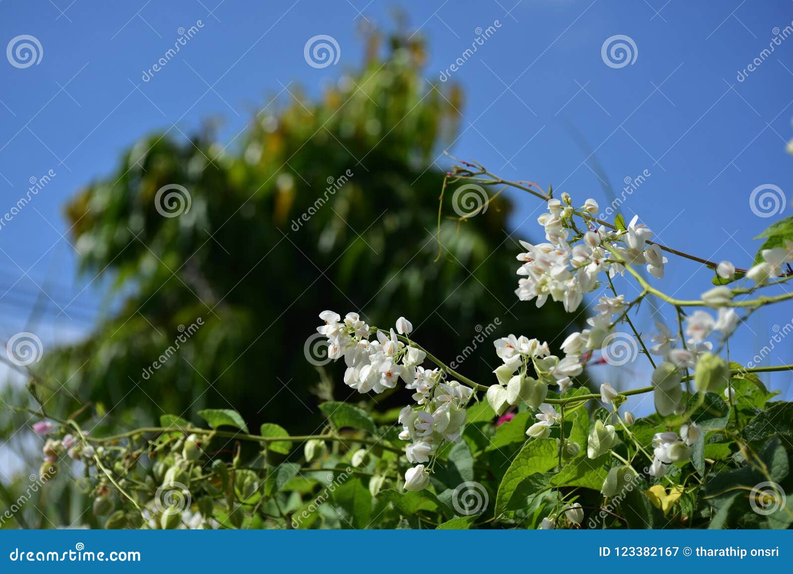Colorful Flowers on a Straw Pile. Stock Image - Image of floral ...