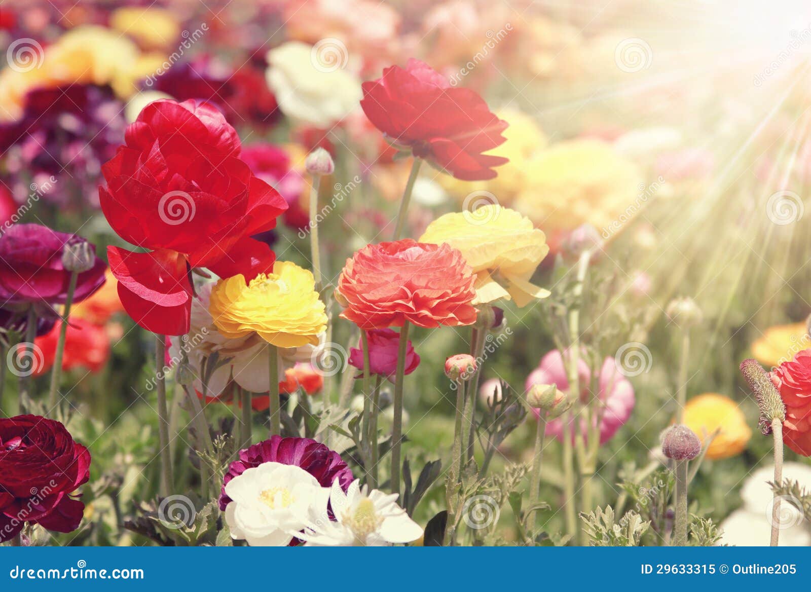 Colorful flowers sunlight stock image. Image of color - 29633315