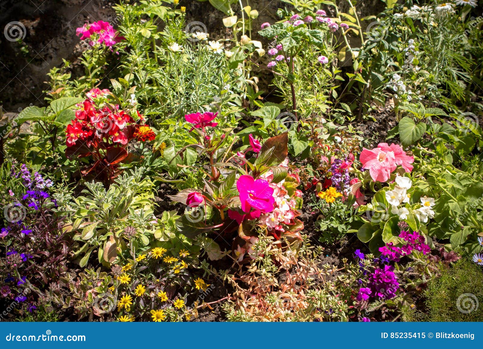 Colorful Flowers on Sunny Day Stock Image - Image of foliage, blooming ...
