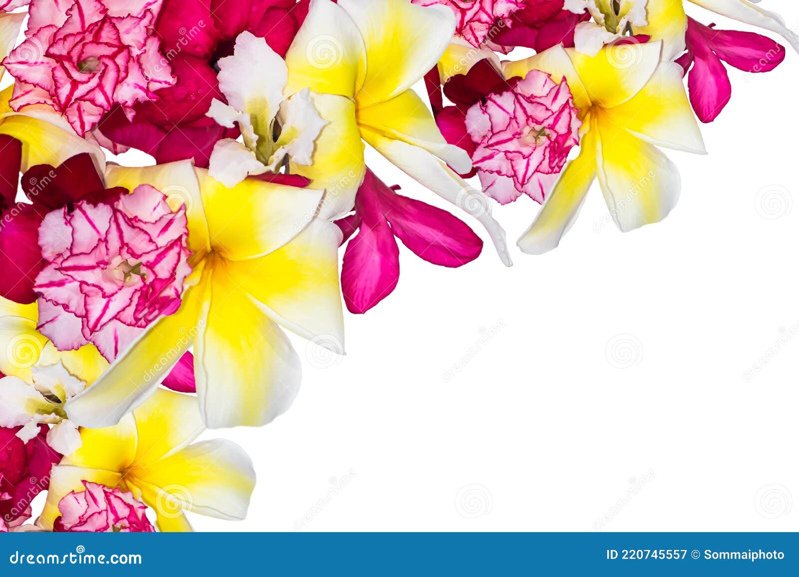 Colorful of Flowers on White Stock Image - Image of frangipani, petal ...