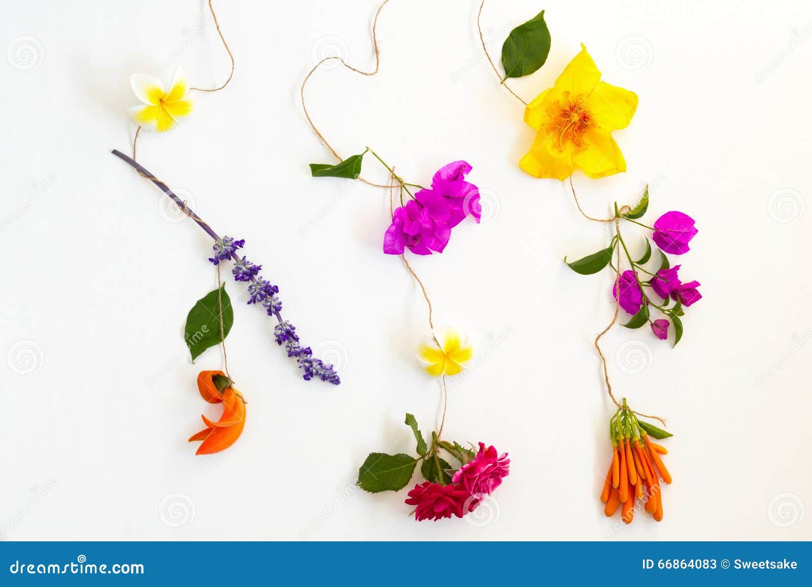 Colorful Flowers on White Background Stock Image - Image of decorative ...