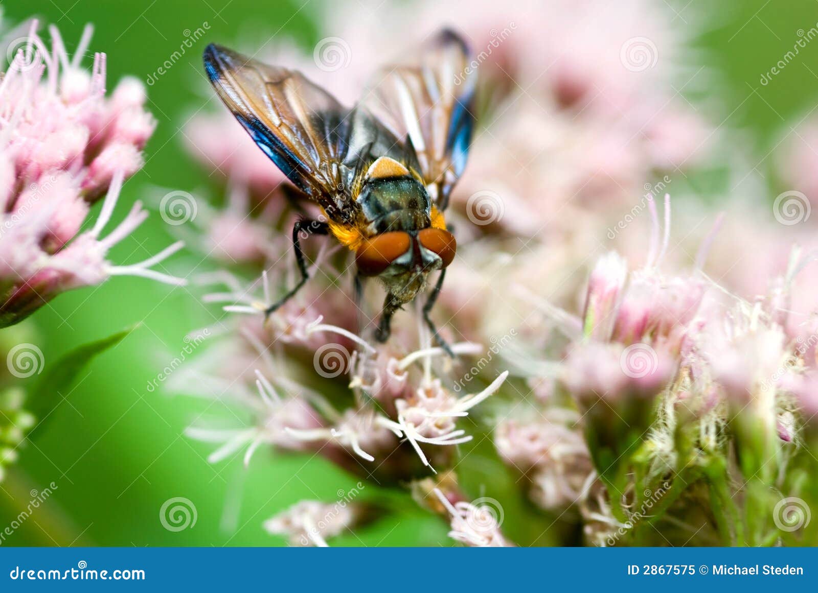 Colorful fly close-up stock image. Image of green, vibrant - 2867575