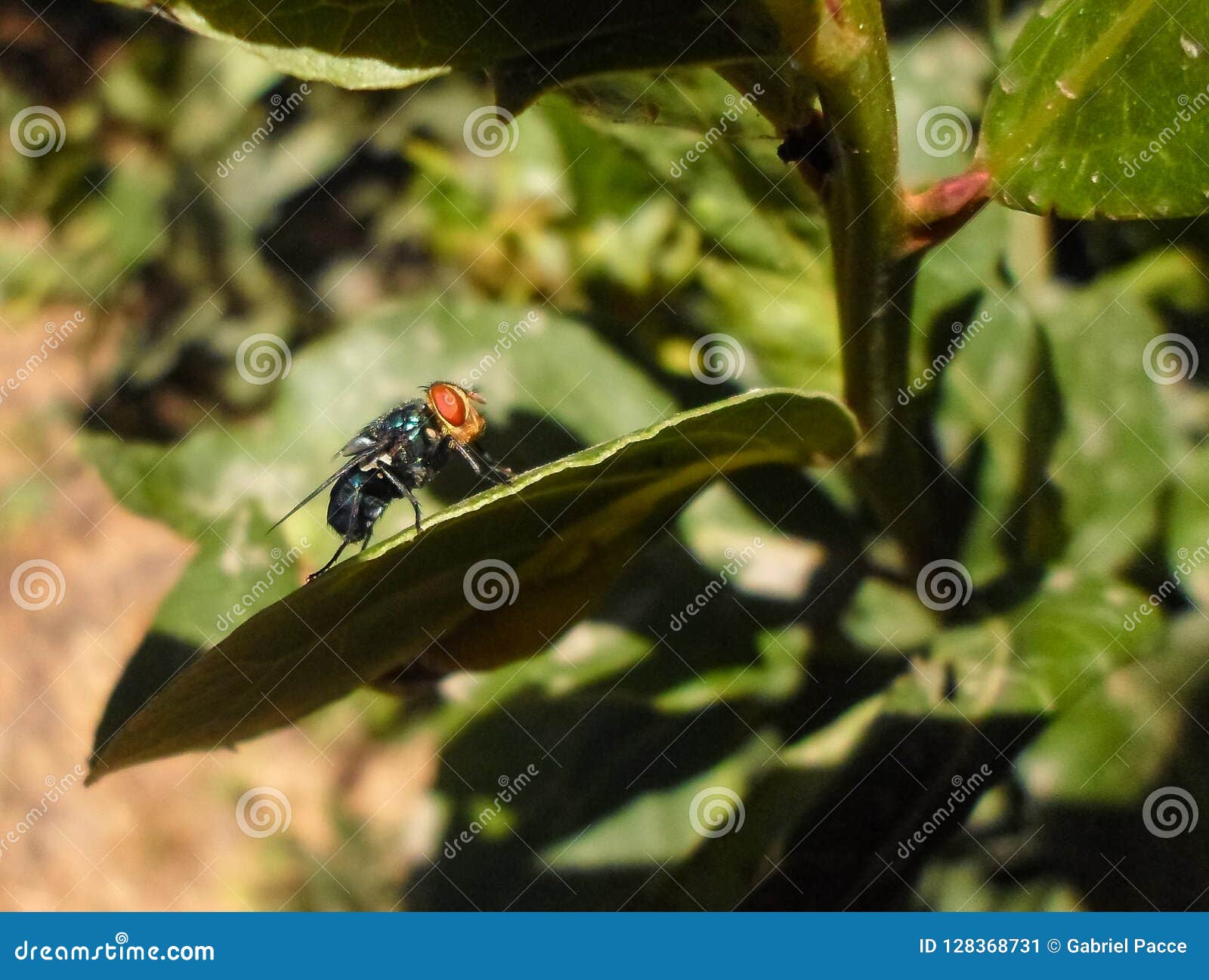 The colorful fly stock image. Image of botany, closeup - 128368731