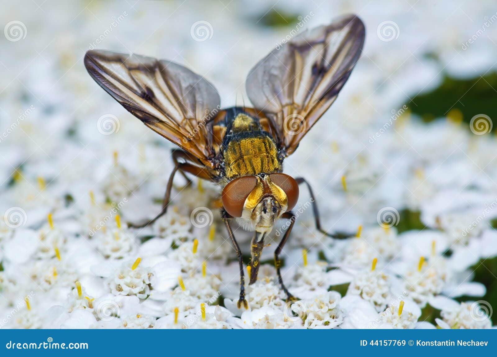 Colorful fly on flowers stock image. Image of white, insect - 44157769