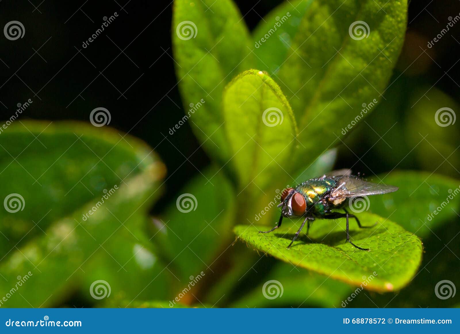 Colorful Fly on Leaves stock photo. Image of flying, green - 68878572