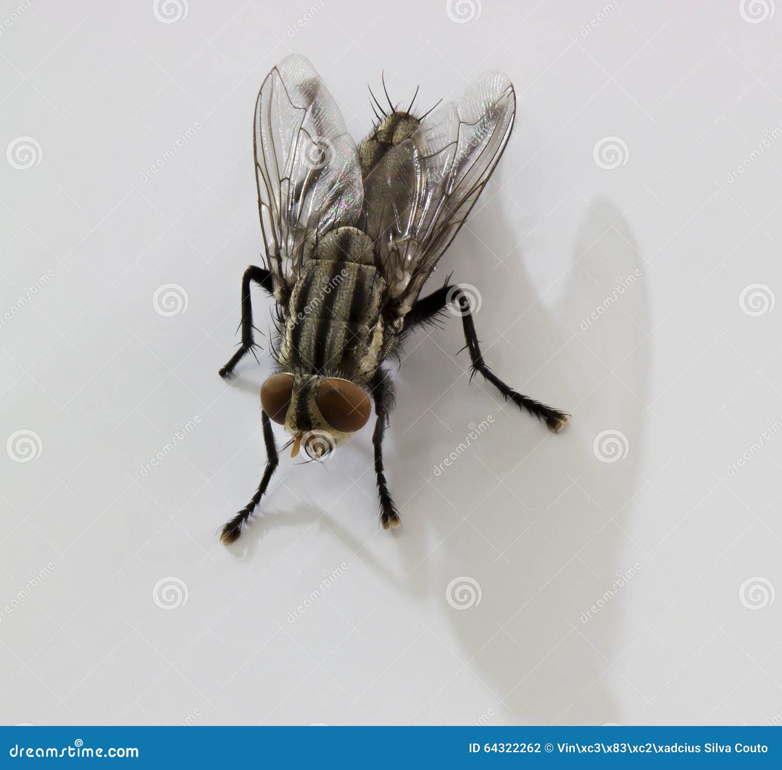 Colorful Fly on White Background Stock Photo - Image of close ...